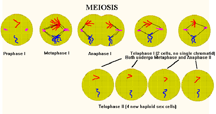 Meiosis Vs Mitosis
